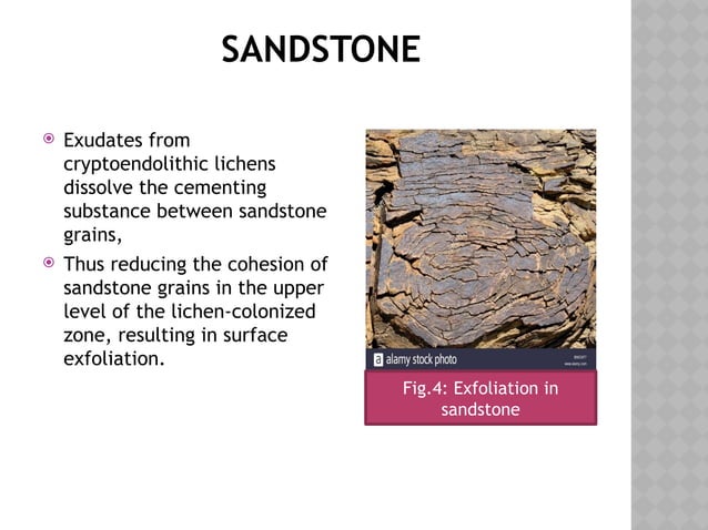Different weathering mechanism of rocks by lichen | PPT