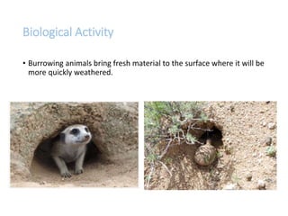 Weathering Of Rocks By Animals
