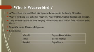 Weaver Bird | PPTX