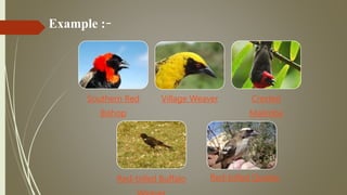 Weaver Bird | PPTX
