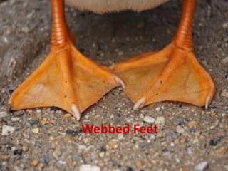 Webbed feet.pptx