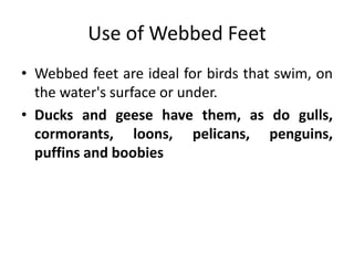 Webbed feet.pptx
