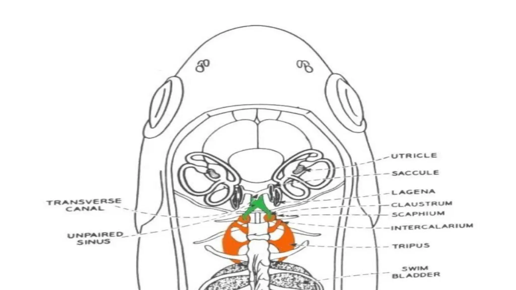 weberian ossicles (Fish and fisheries) General fish and biology | PPTX