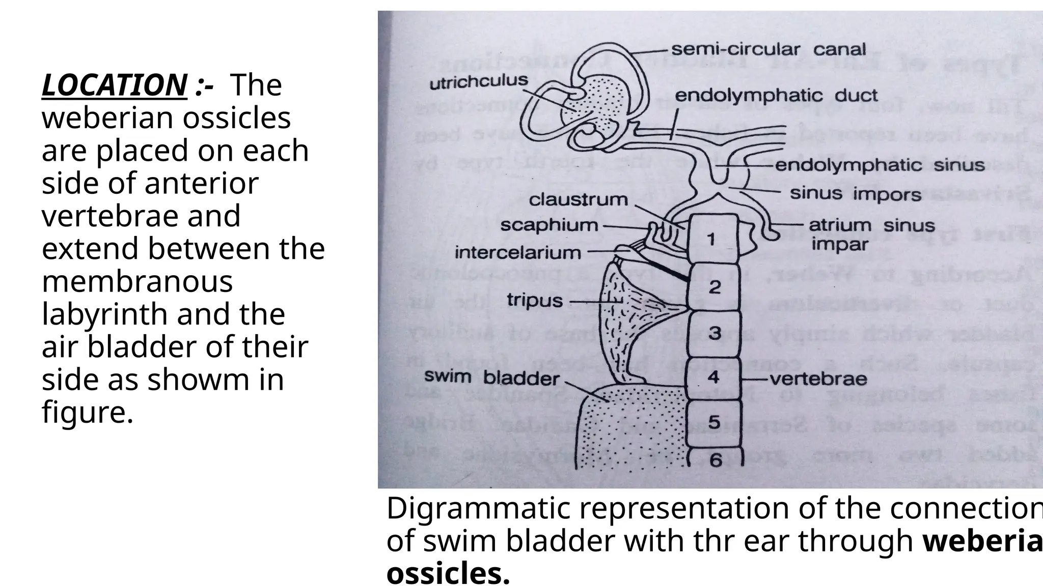 weberian ossicles (Fish and fisheries) General fish and biology | PPTX