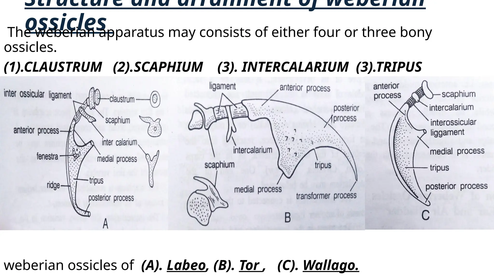 weberian ossicles (Fish and fisheries) General fish and biology | PPTX
