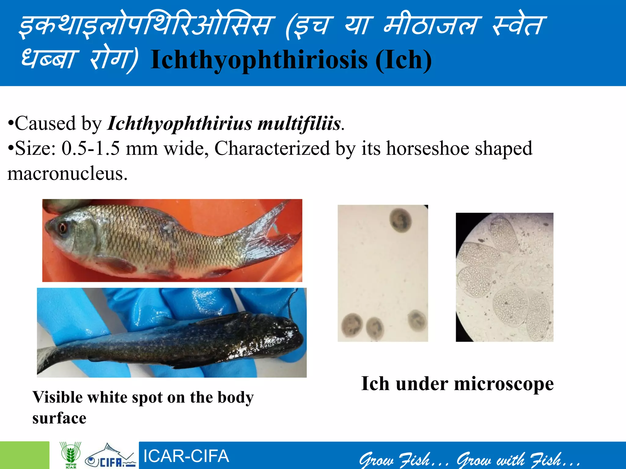 Webinar hindi -fish disease management- 26.11.20