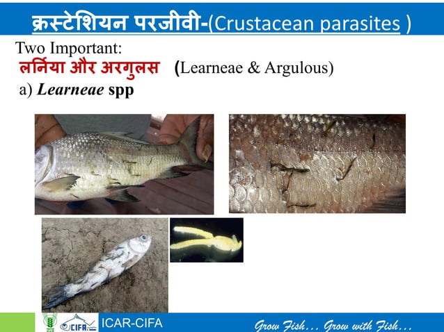 Webinar hindi -fish disease management- 26.11.20