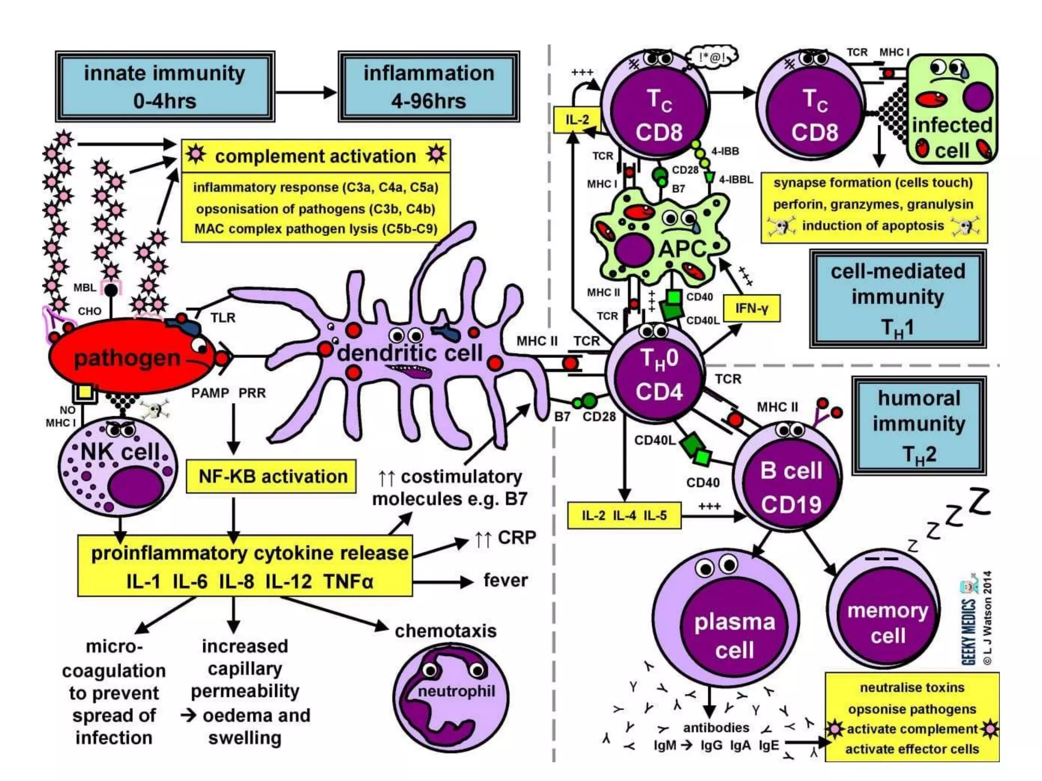 Measuring Immune Cell Activation - Webinar | PPTX
