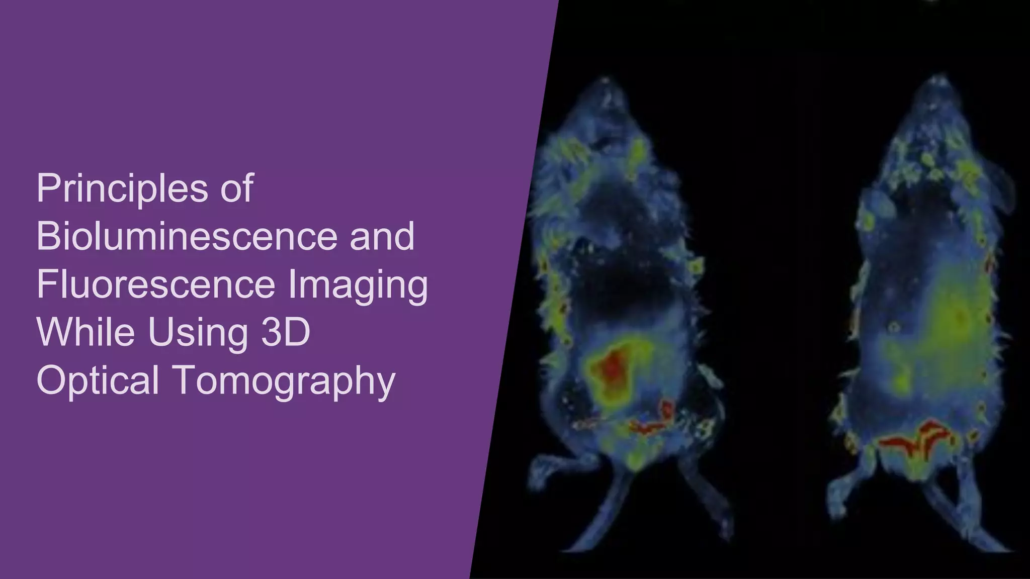 Principles of Bioluminescence and Fluorescence Imaging While Using 3D ...