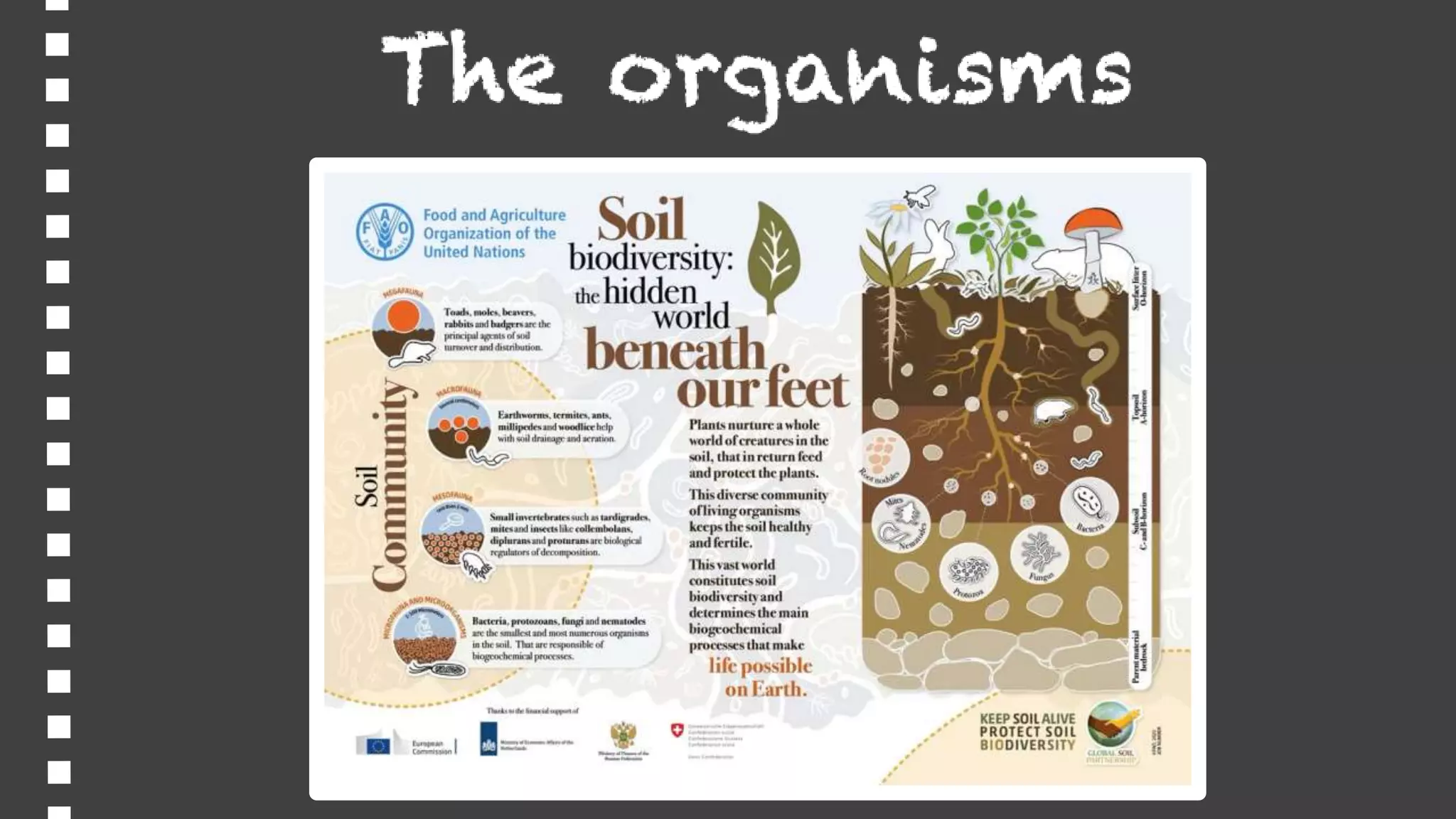 Global Soil Biodiversity: Status, gaps and way forward Ms Monica ...
