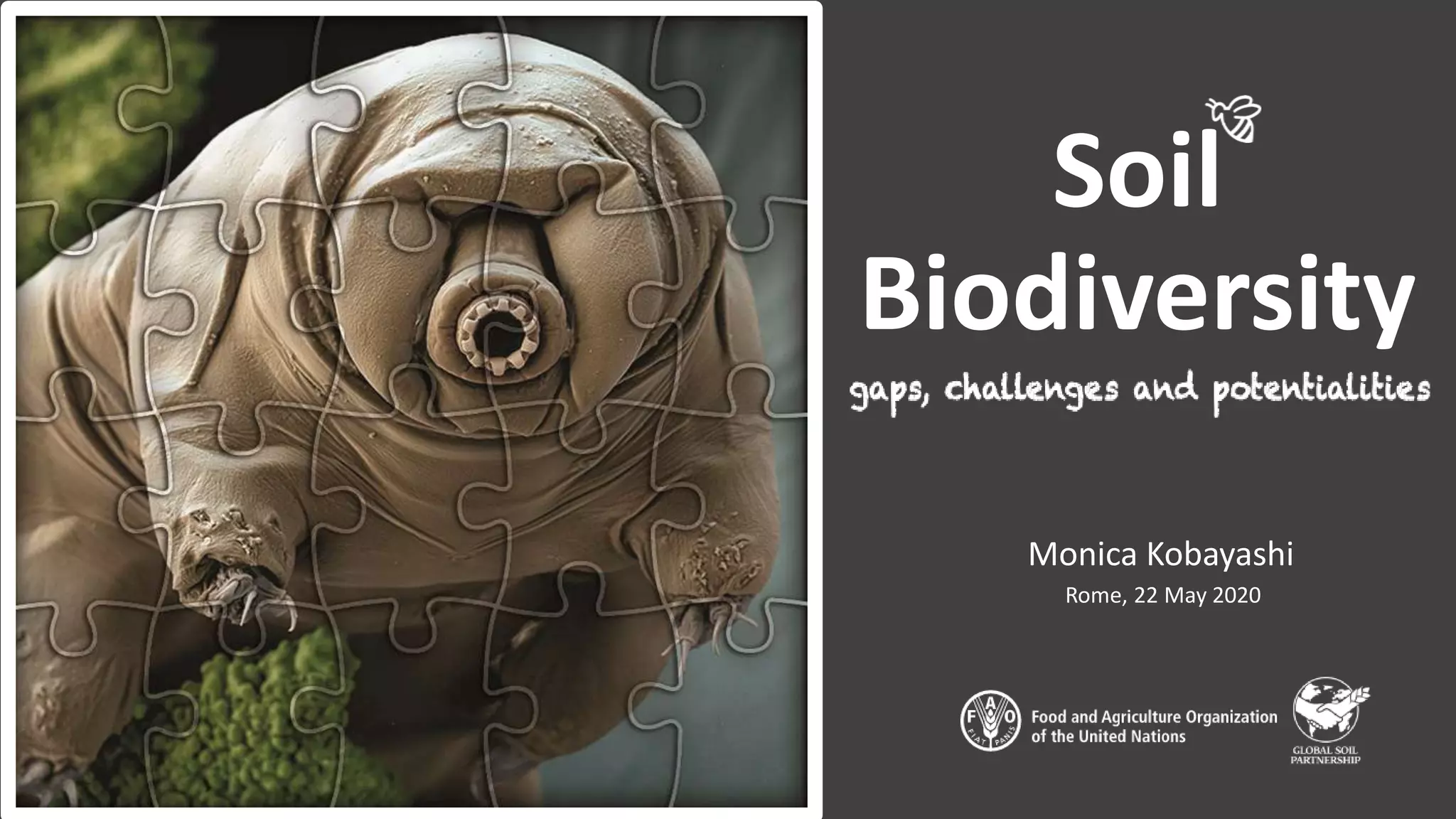 Global Soil Biodiversity: Status, gaps and way forward Ms Monica Kobayashi, FAO | PPT