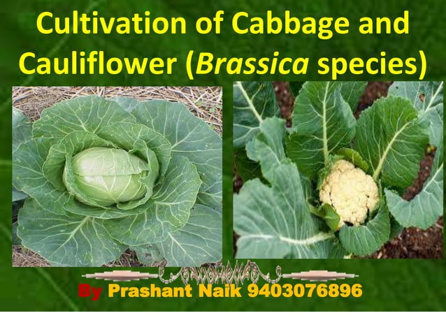 Webinar 13 Cole crops.pptx