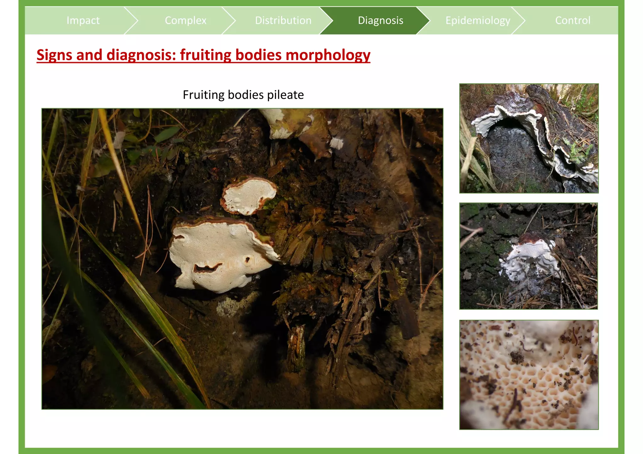 Overview on Heterobasidion root and butt rots of conifers | PDF