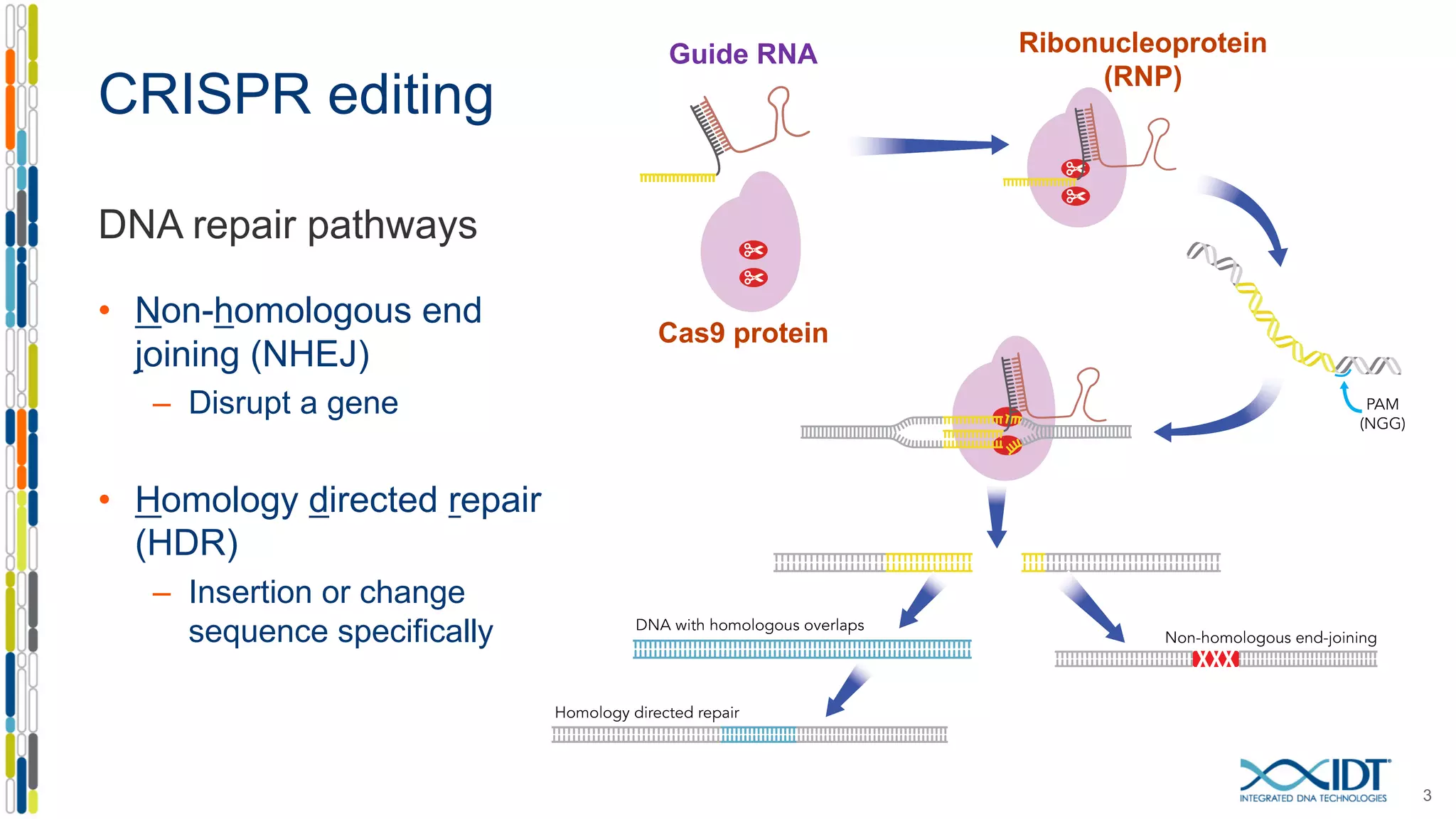 Getting started with CRISPR: a review of gene knockout and homology ...
