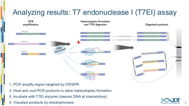 Getting started with CRISPR: a review of gene knockout and homology-d…