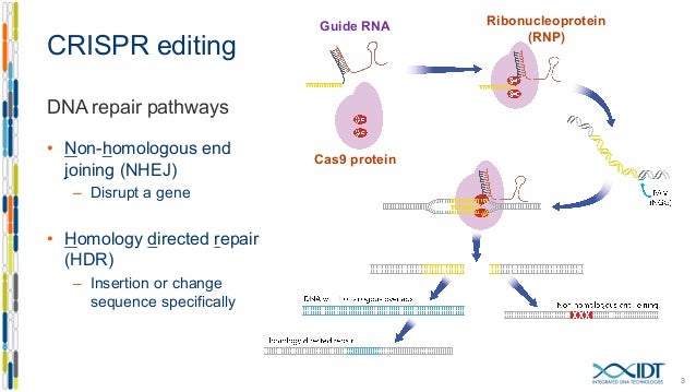 Getting started with CRISPR: a review of gene knockout and homology-d…