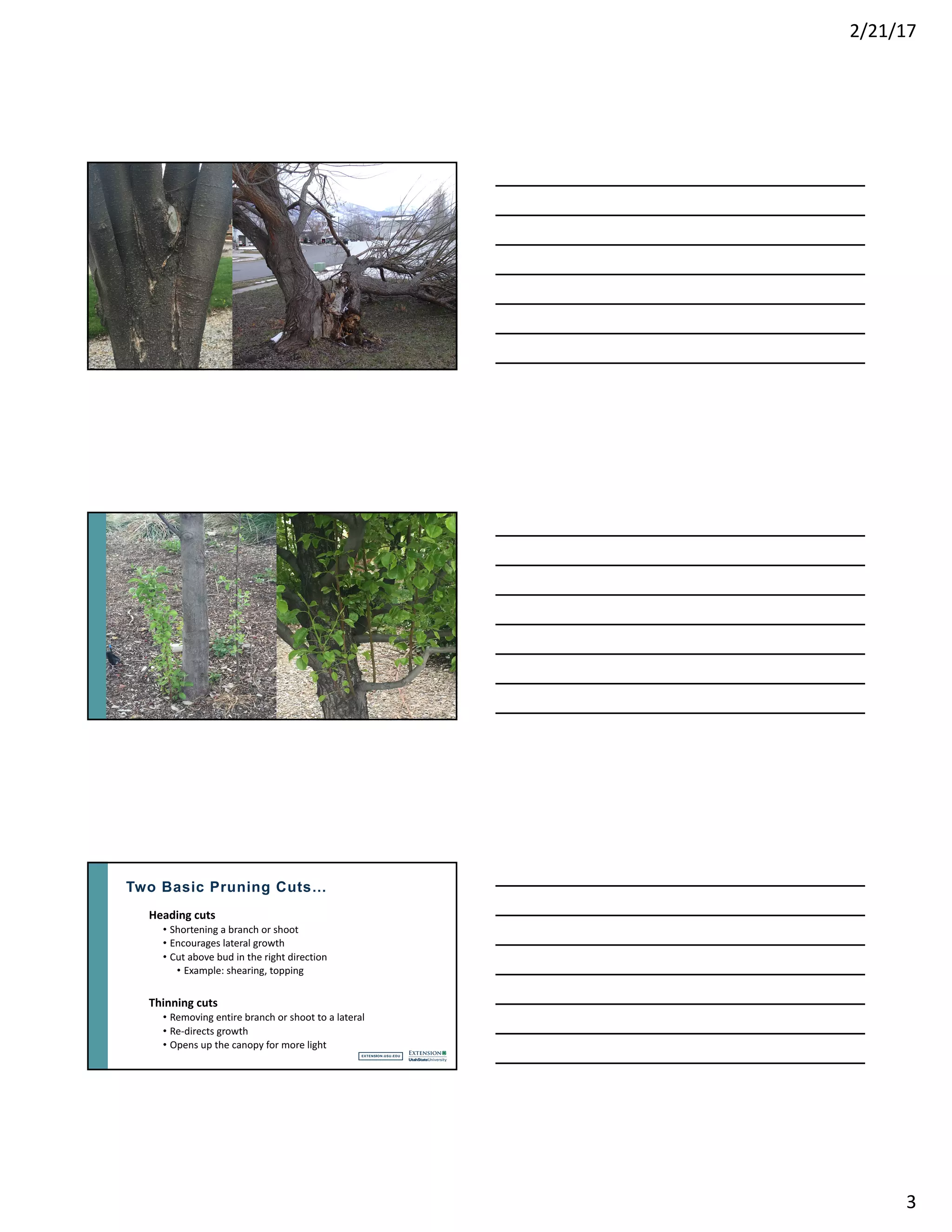 Pruning Trees and Shrubs | PDF
