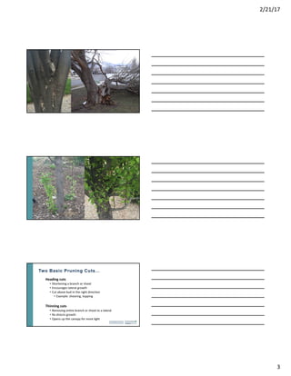 Pruning Trees and Shrubs | PDF | Gardening | Home & Garden