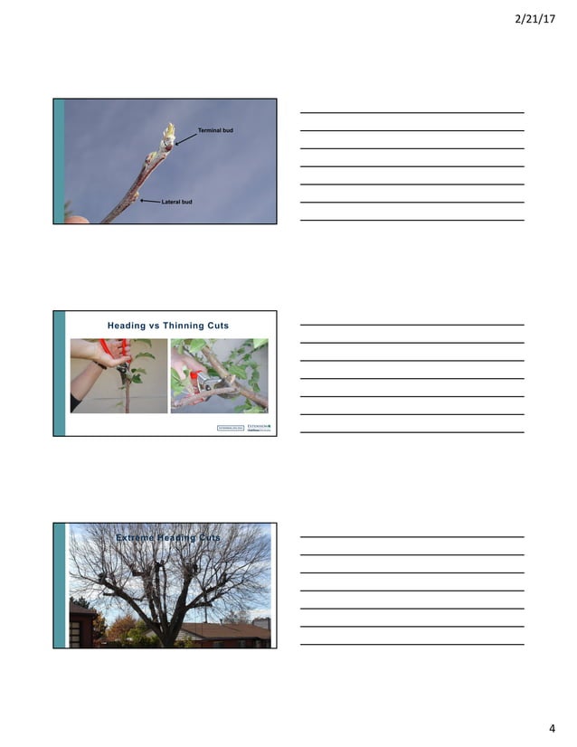 Pruning Trees and Shrubs | PDF | Gardening | Home & Garden