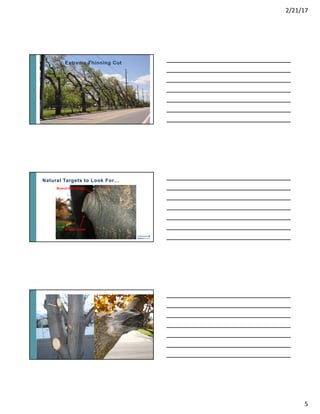 Pruning Trees and Shrubs | PDF