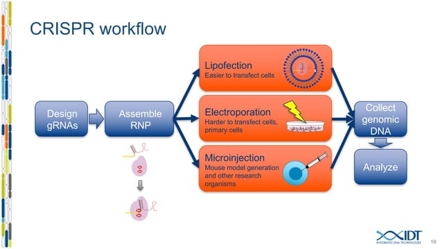 Ribonucleoprotein delivery of CRISPR-Cas9 reagents for increased gene ...