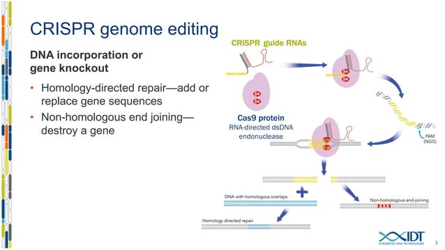 Ribonucleoprotein delivery of CRISPR-Cas9 reagents for increased gene editing efficiency | PDF ...