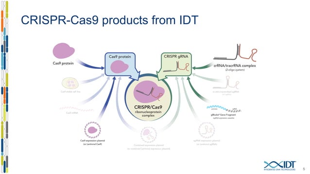 Ribonucleoprotein delivery of CRISPR-Cas9 reagents for increased gene ...