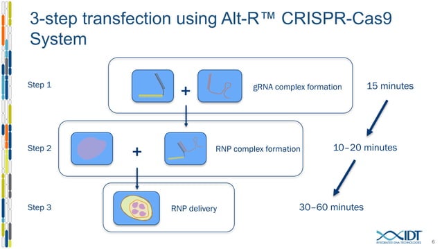 Ribonucleoprotein delivery of CRISPR-Cas9 reagents for increased gene ...