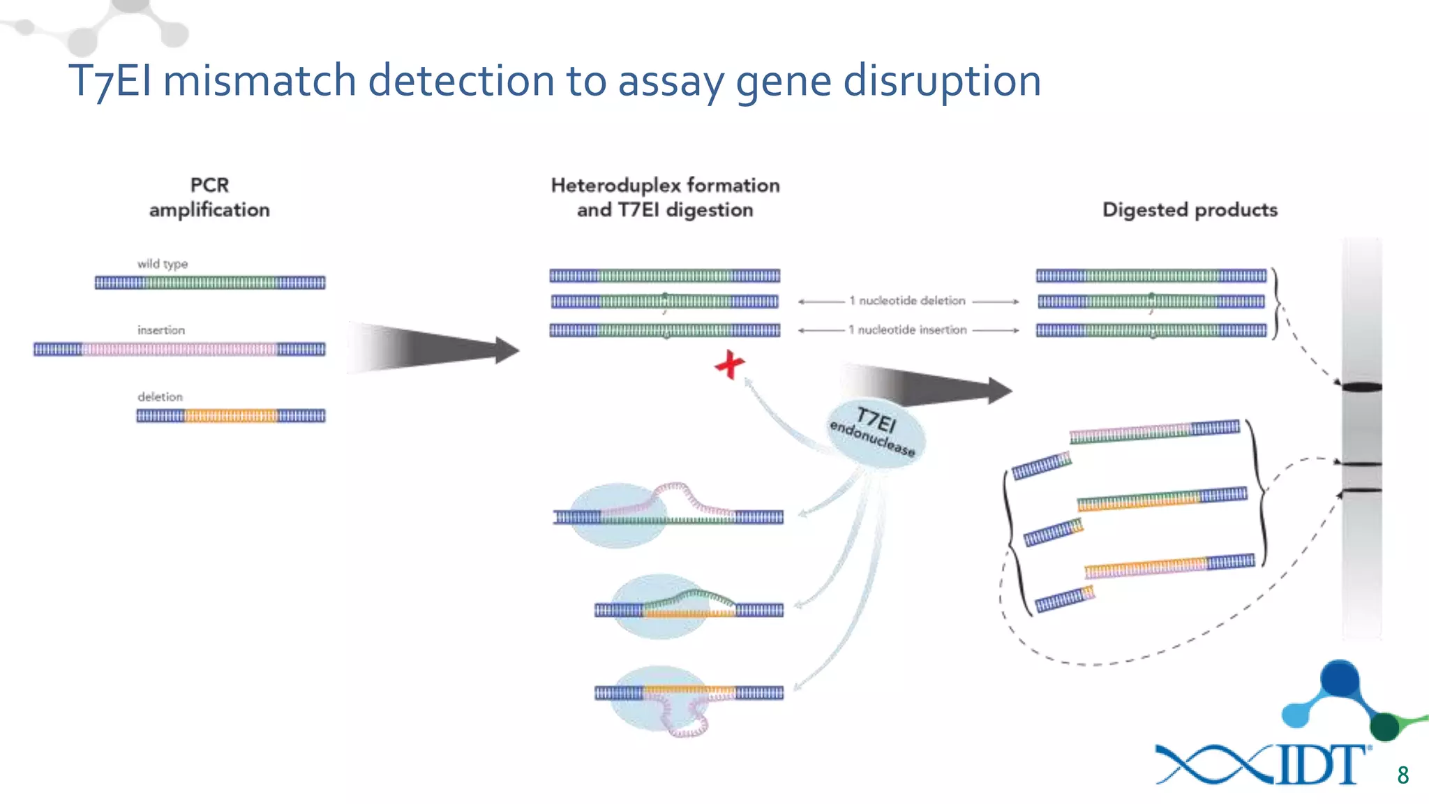 Alt-R™ CRISPR-Cas9 System: Ribonucleoprotein delivery optimization for ...