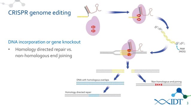 Alt-R™ CRISPR-Cas9 System: Ribonucleoprotein delivery optimization for ...