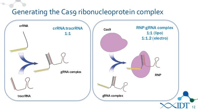 Alt-R™ CRISPR-Cas9 System: Ribonucleoprotein delivery optimization fo…