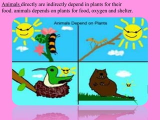 WEB OF LIFE ENVIRONMENTAL STUDIES CLASS III-CBSE | PPTX