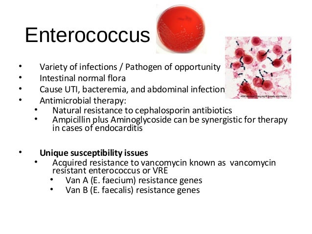 Bacteriology 2017 Update