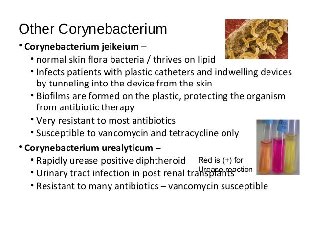 Bacteriology 2017 Update