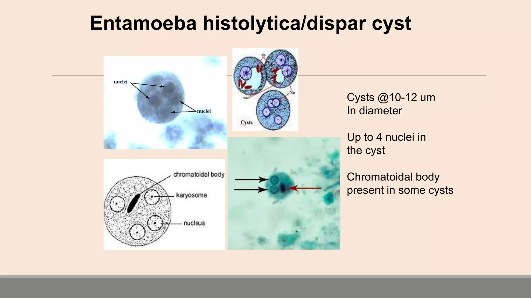 Parasitology 2020 | PPT