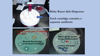 Antibiotic Sensitivity Testing 2020 Update | PPT