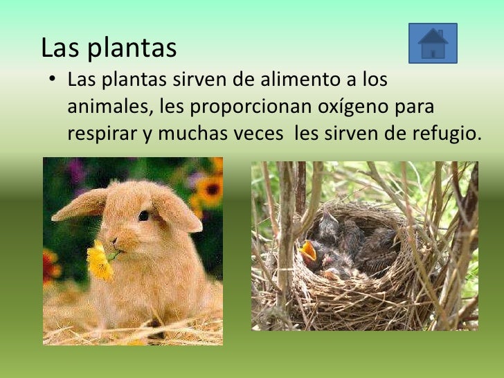 Webquest de la plantas sara