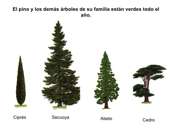 Las plantas