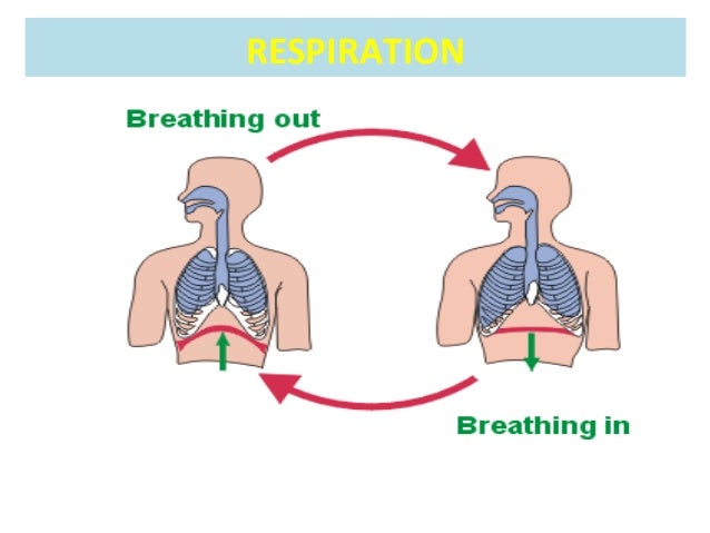 We breath oxygen
