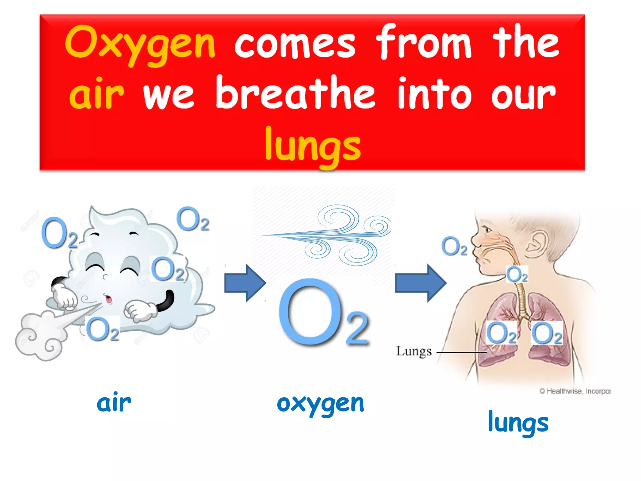 We breath oxygen | PPT