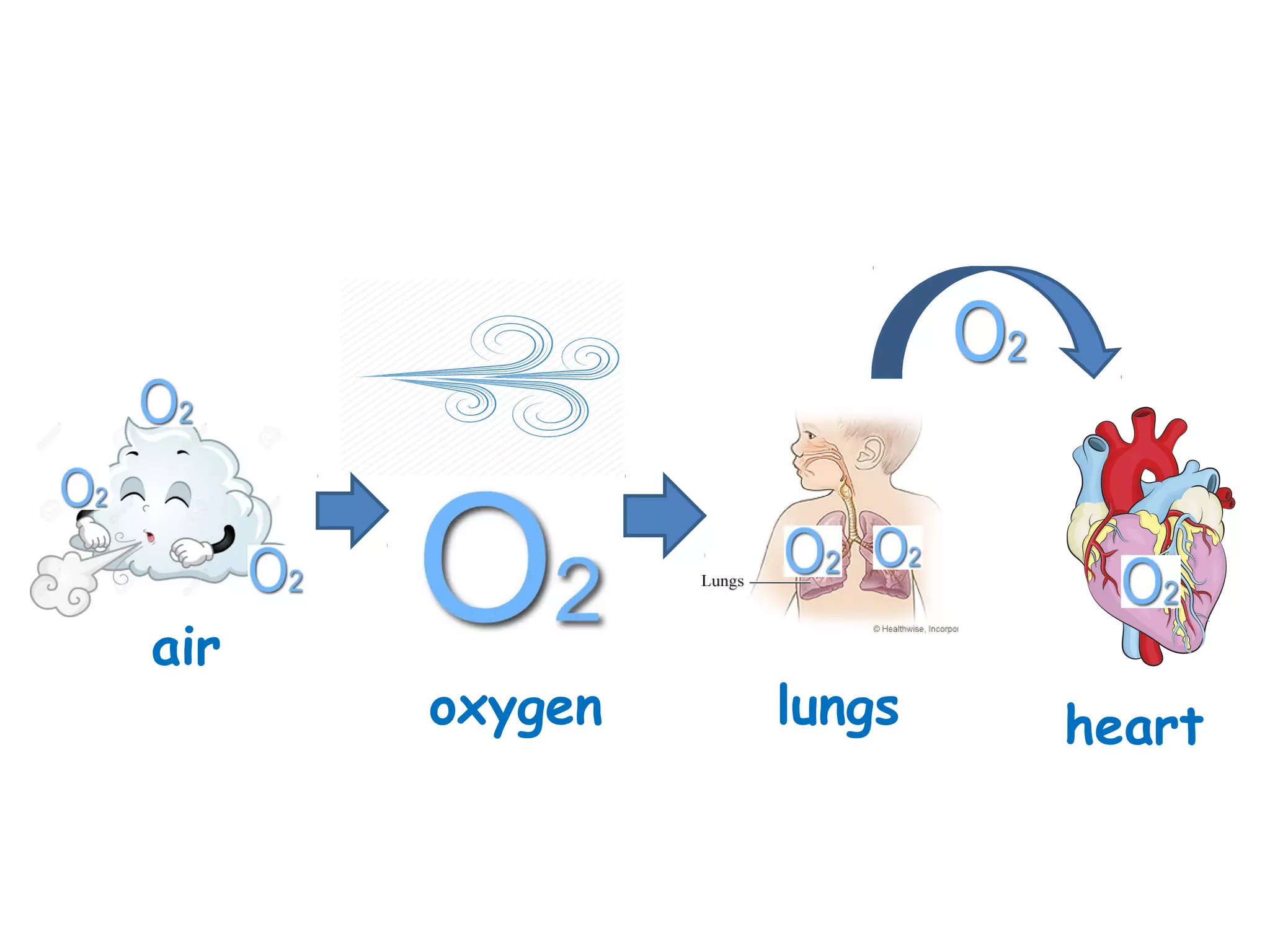 We breath oxygen | PPT