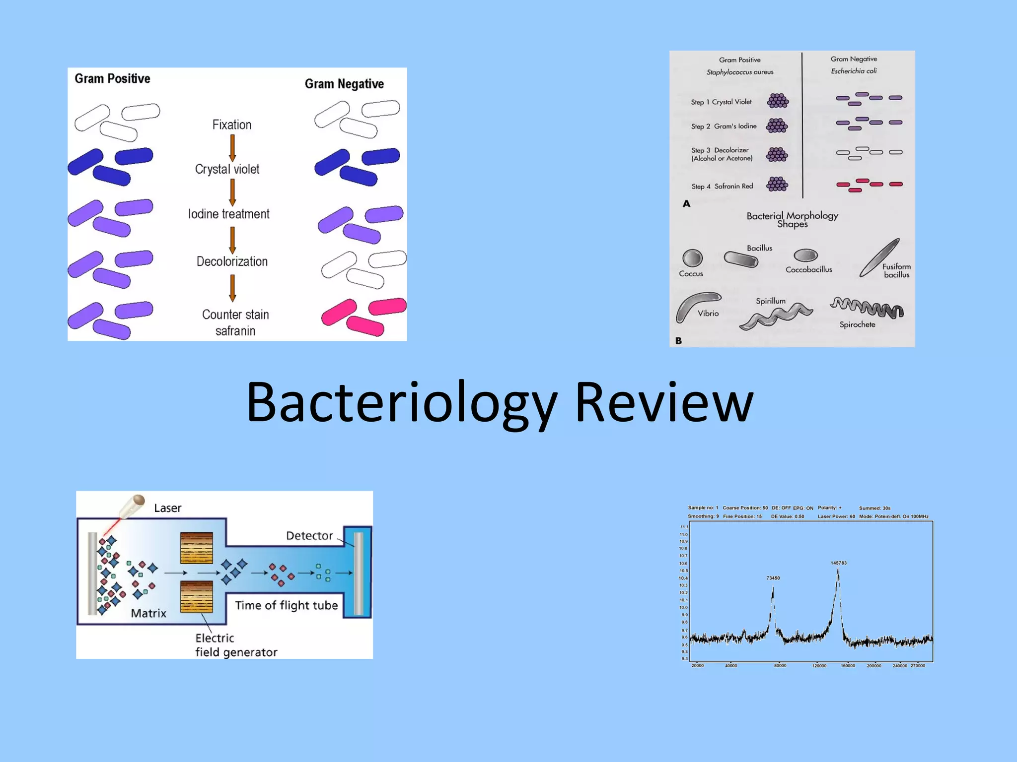 Bacteriology | PPT