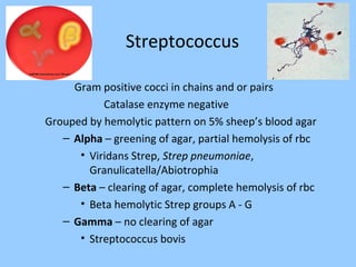 Bacteriology | PPT
