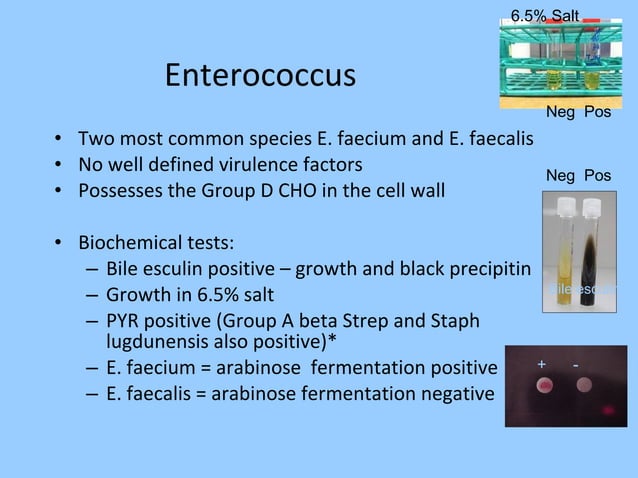 Bacteriology | PPT