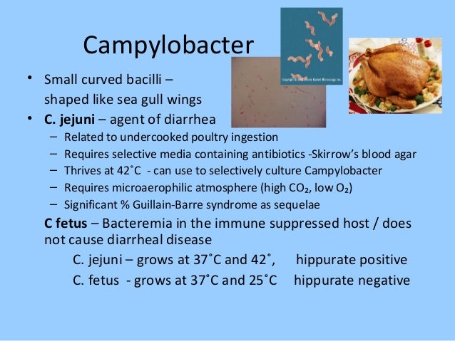 Bacteriology