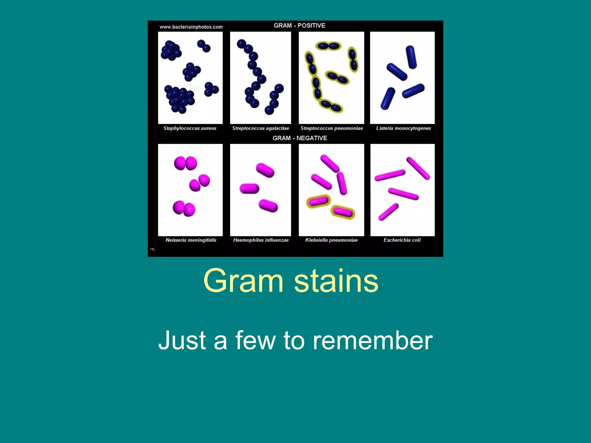 Gram Stains | PPT