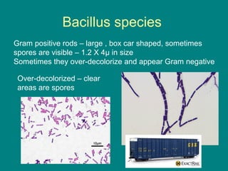 Gram Stains | PPT
