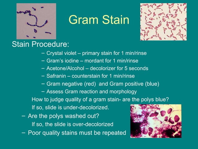 Gram Stains | PPT | Free Download