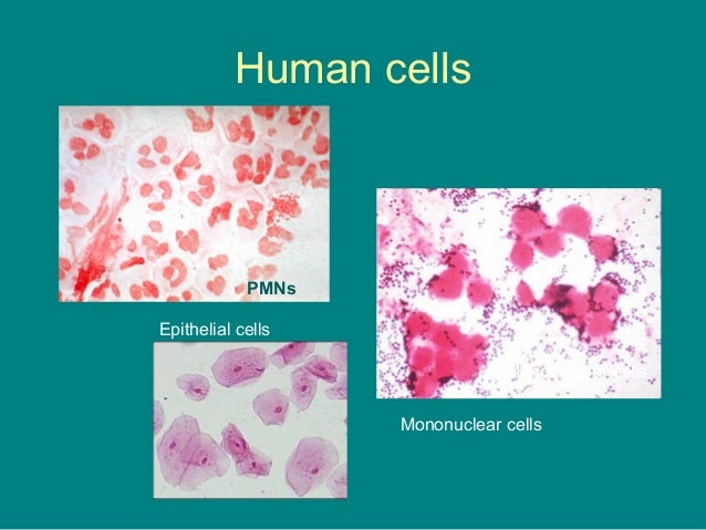 😊 Gram stain on human cells. Lab: The Cell — The Biology Primer. 2019-01-13