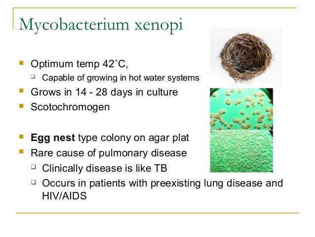 Website mycobacteriology 2017 update